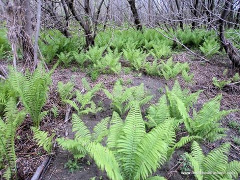 Buy Fresh Fiddleheads | Fiddlehead Vegetable & Fuzzy Fern Fiddleheads