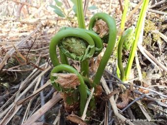 Buy Fresh Fiddleheads | Fiddlehead Vegetable & Fuzzy Fern Fiddleheads